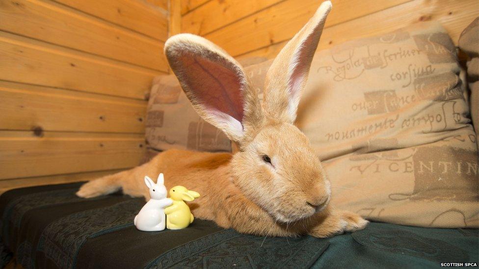 Atlas the massive rabbit finds a new home - BBC News