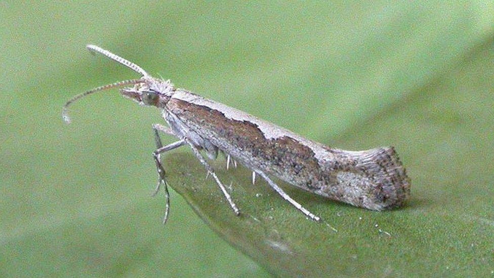 Brussels sprouts 'under threat from moths' - BBC News