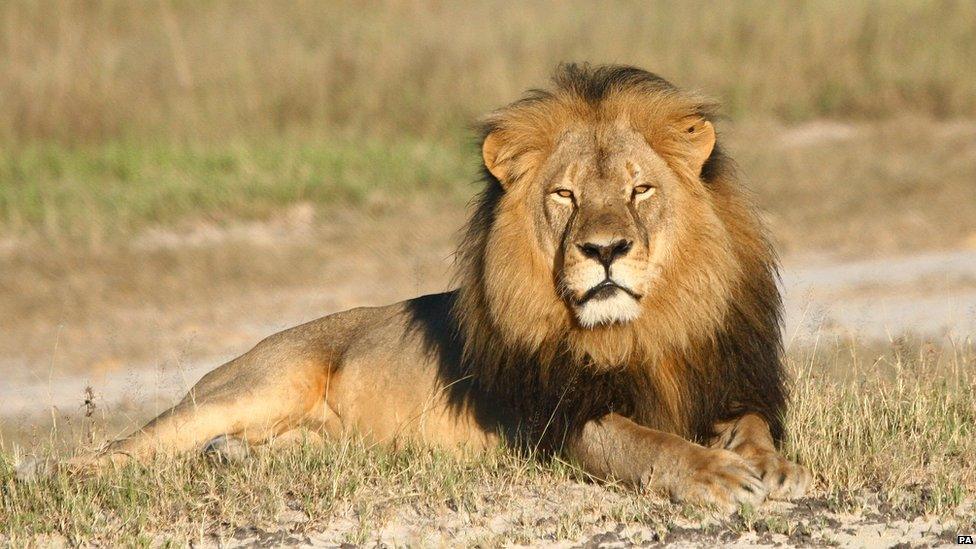 Cecil the lion honoured... in beer and smartphones - BBC News
