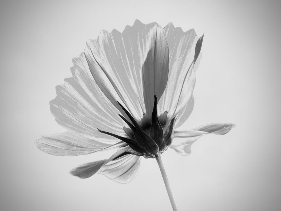 Your pictures on the theme of 'monochrome' - BBC News