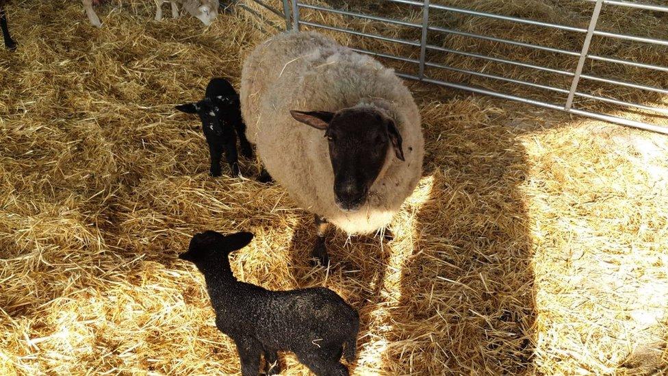 Stratton School Farm in Biggleswade to close - BBC News