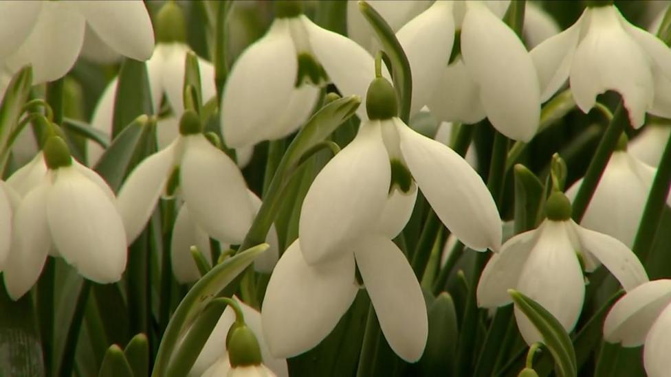 Evenley Wood Garden 'fairytale' snowdrop display brings 'hope' - BBC News