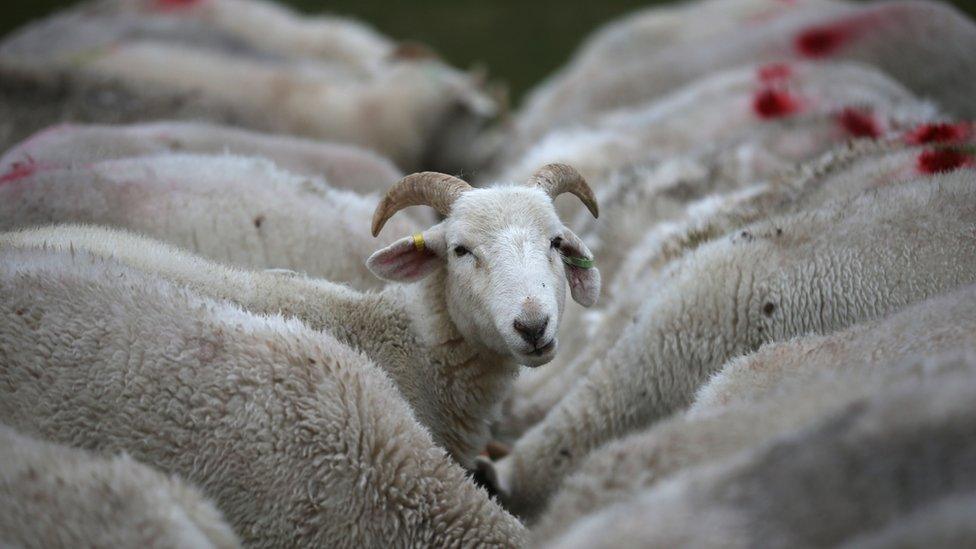 Fungi from goats' guts could lead to better biofuels - BBC News