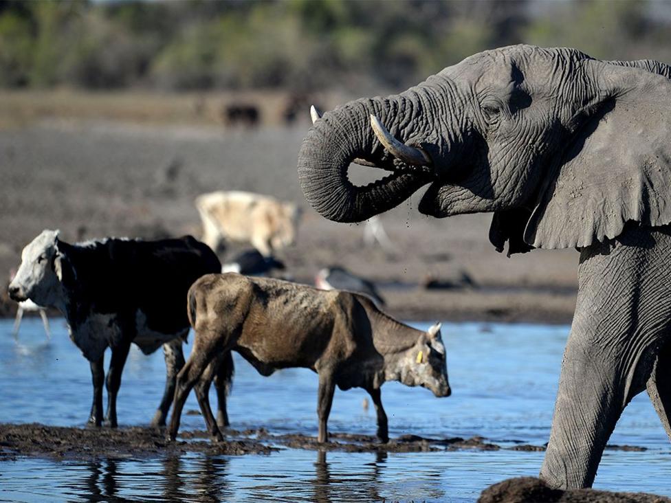 Elephant corridors: The busy trunk routes where locals take care to ...