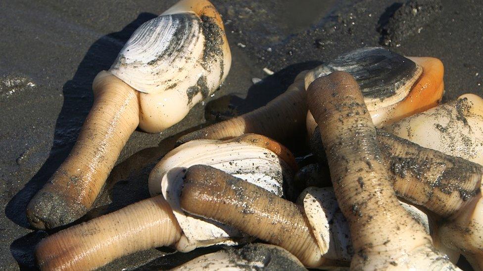 Geoduck price store