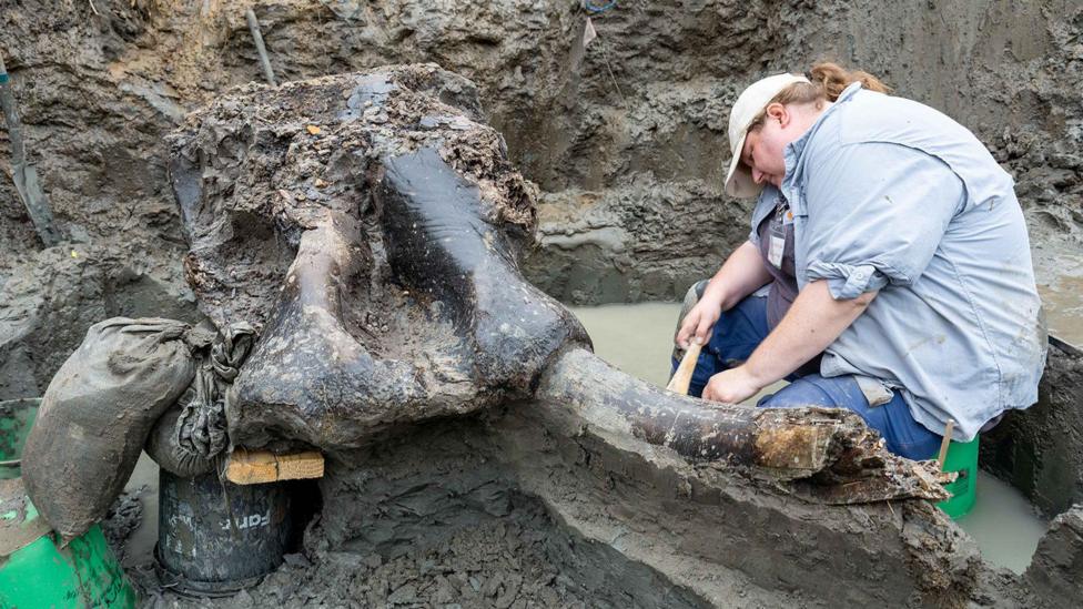 Ancient mastodon skull discovered in Iowa, US - BBC Newsround