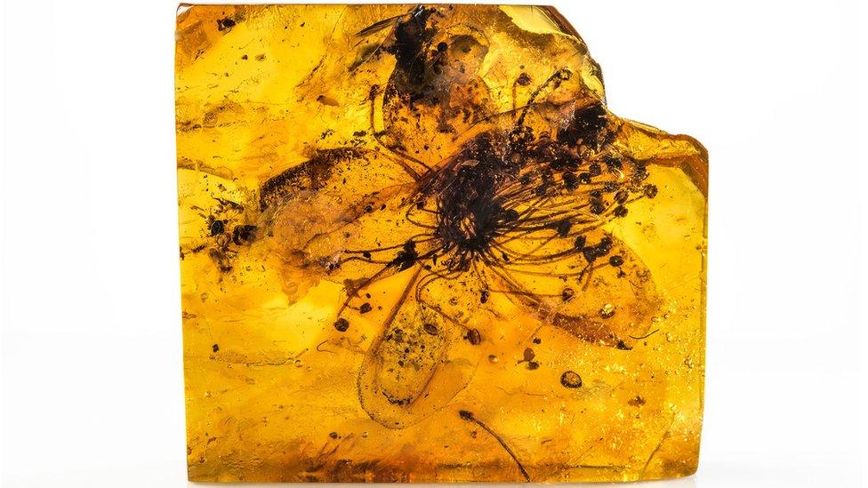 World's largest fossilised amber flower! - BBC Newsround