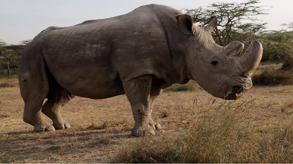 World's first IVF rhino pregnancy 'could save species' - BBC News