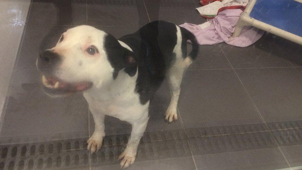 Trelogan animal rescue opens 'old folks' home' for dogs - BBC News