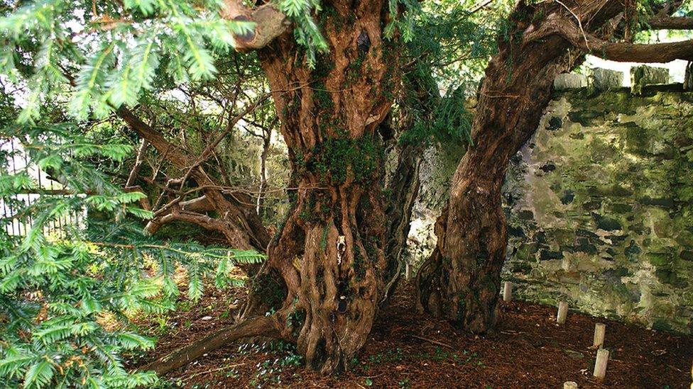 Darley Dale yew tree, believed to be 2,000 years old, set for pruning ...