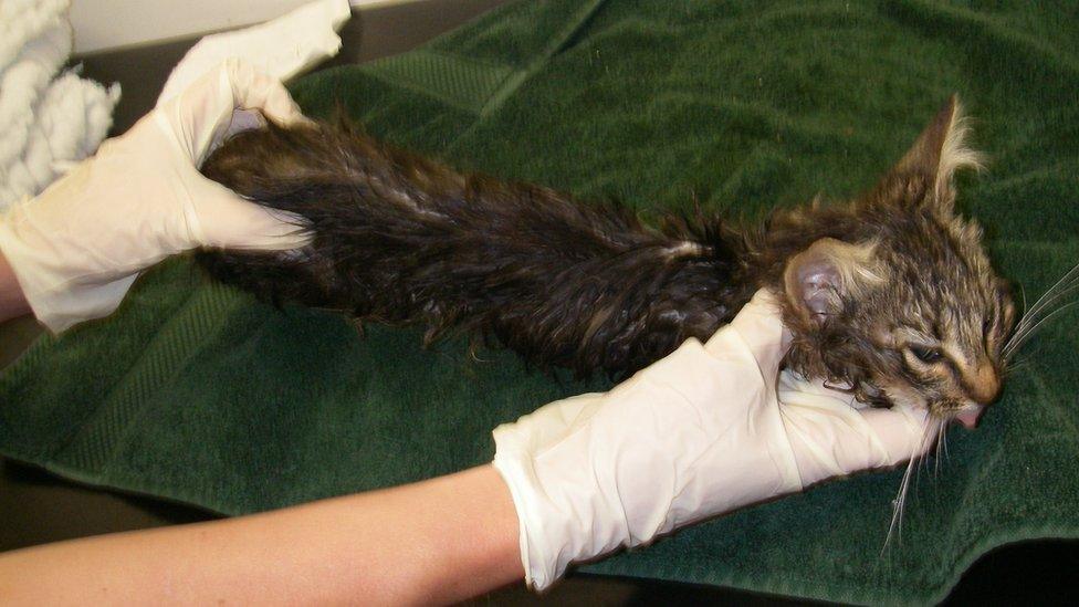 Pet ban for Kettering man who starved three kittens - BBC News