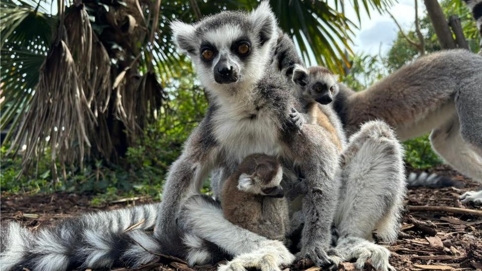 Birth of rare lemur celebrated by Cotswold Wildlife Park - BBC News