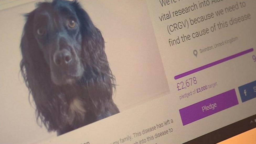 Alabama rot: The dog disease with no cure - BBC News