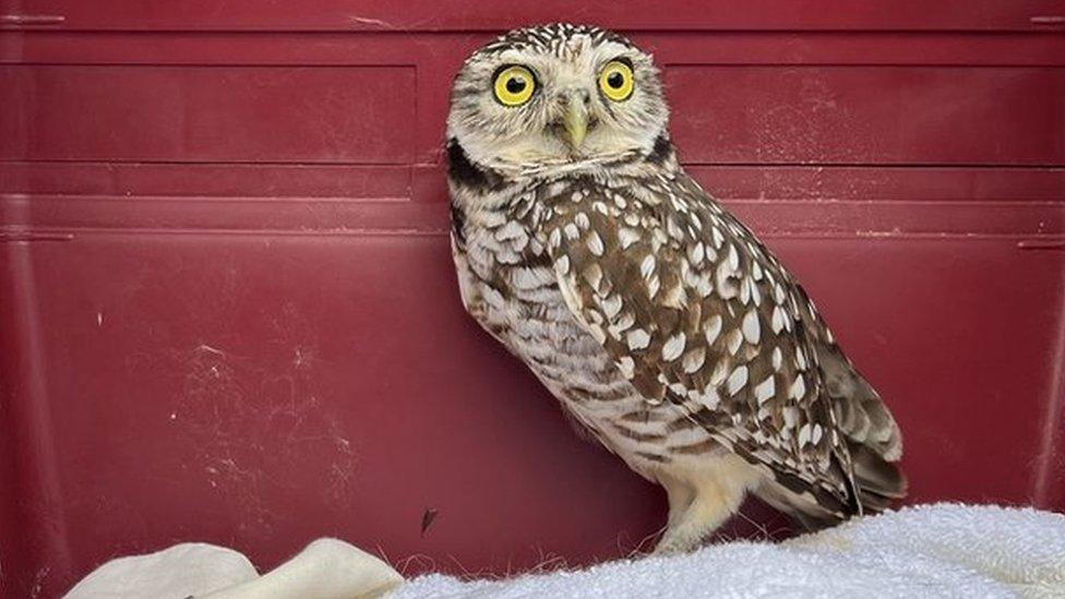 Icon of the Seas: Environmentalists concerned over world's biggest ...