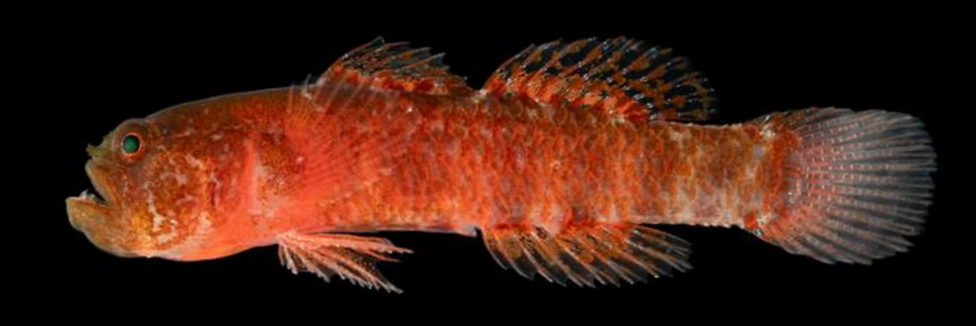 Are you as grumpy as this fish? - BBC Newsround