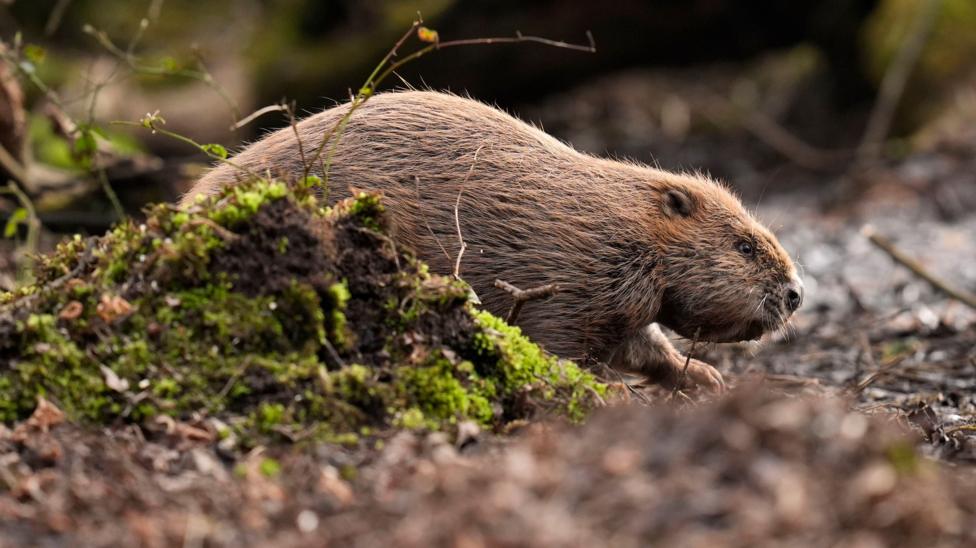 Beavers released into wild in England under new rules - BBC Newsround