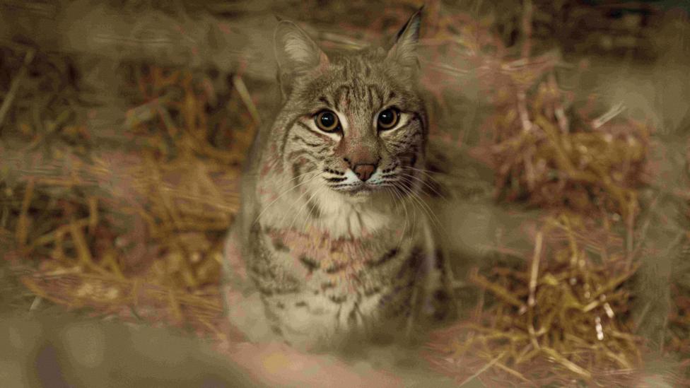 'Saving caged big cats in Welwyn was a race against time' - BBC News