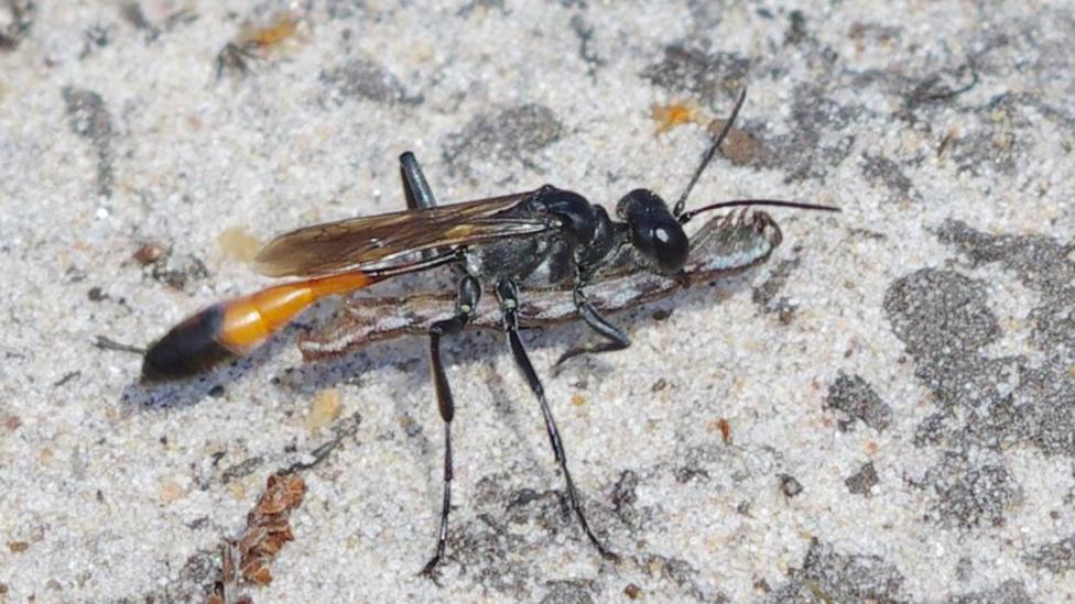 Wasps are back this summer in the UK – a lot of them - BBC News