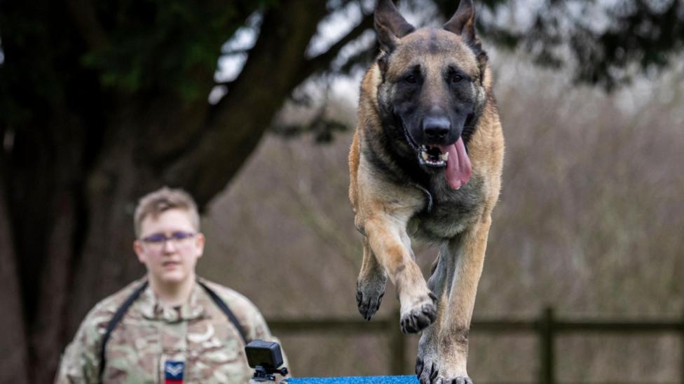 RAF Coningsby dog handlers receive military trophy - BBC News