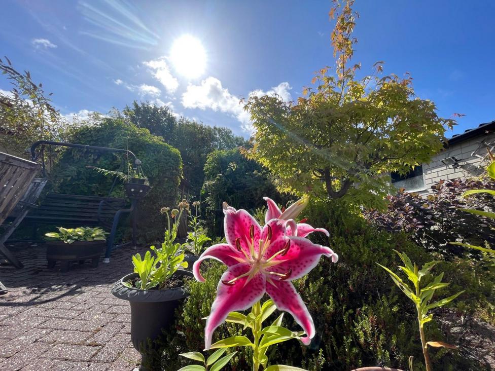 Your photos from the West Midlands: Summer blooms and down on the farm ...
