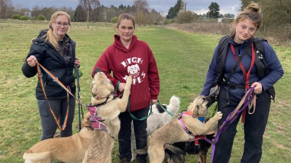 Kenilworth dog rehoming centre shuts after parvovirus case confirmed ...