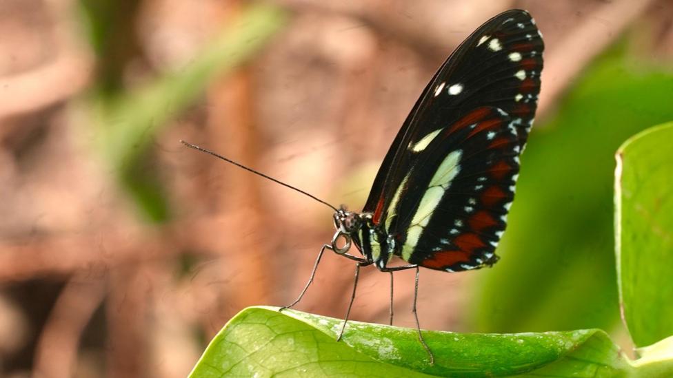 New Lenwade tropical house with 400 butterflies opens - BBC News