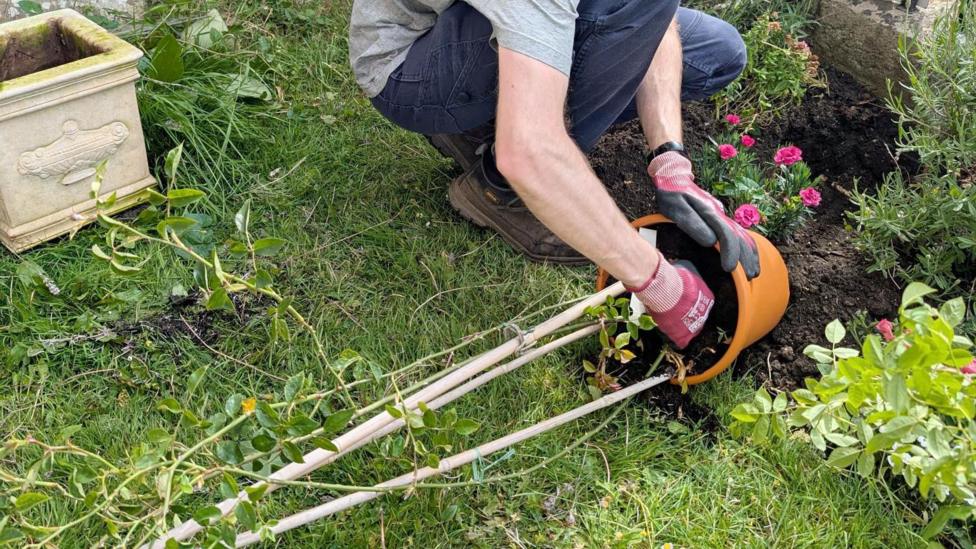 Apprentices transform Trowbridge garden with rambling roses - BBC News