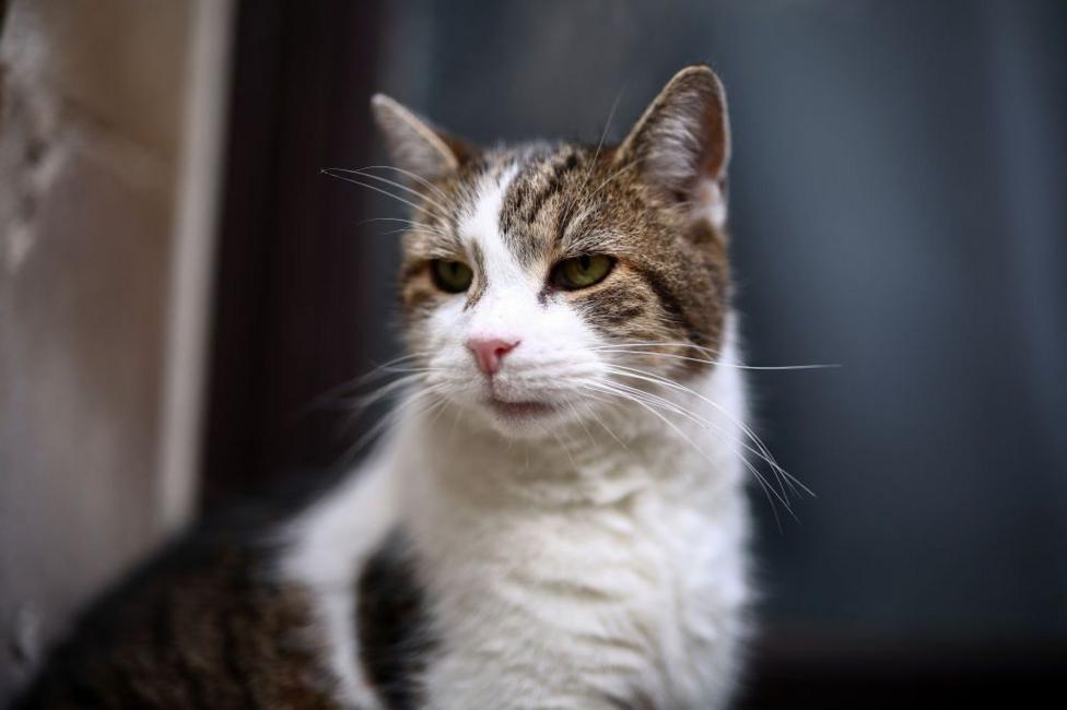 Prince the kitten welcomed to Downing Street - BBC Newsround