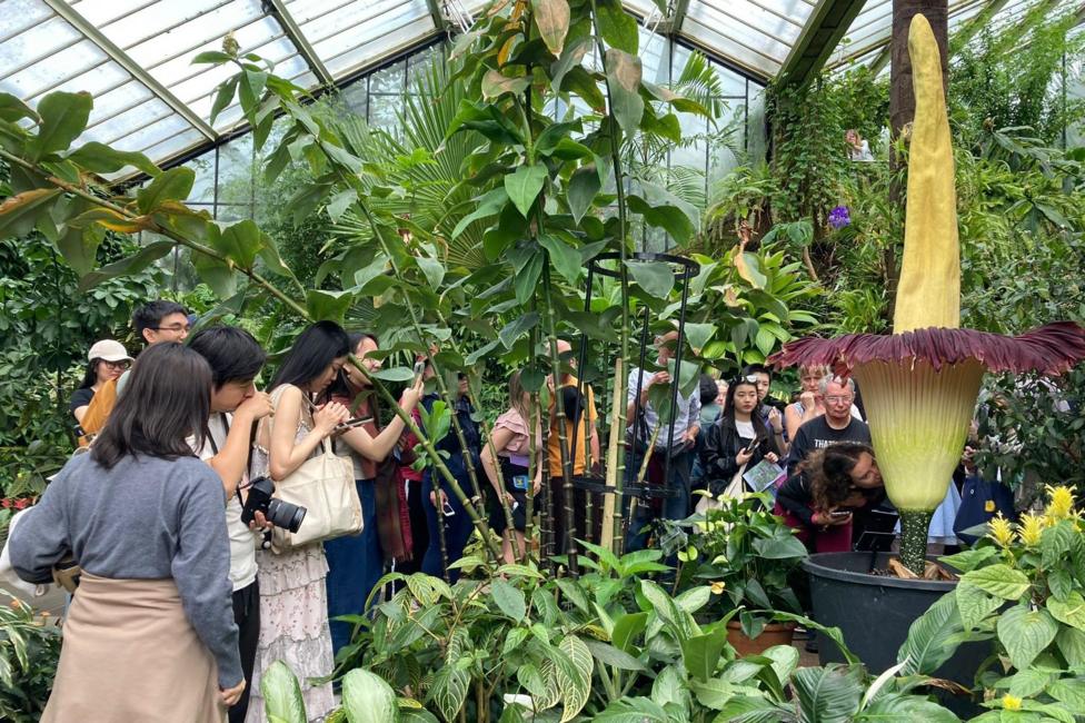 Corpse Flower: Kew's foul-smelling plant blooms again - BBC News
