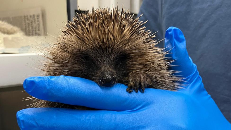 Hidden cameras reveal what hedgehogs really get up to after dark - BBC News