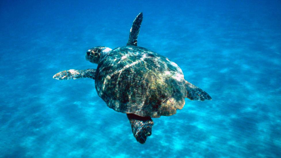 Wildlife conservation: Sea turtle numbers bounce back thanks to efforts ...
