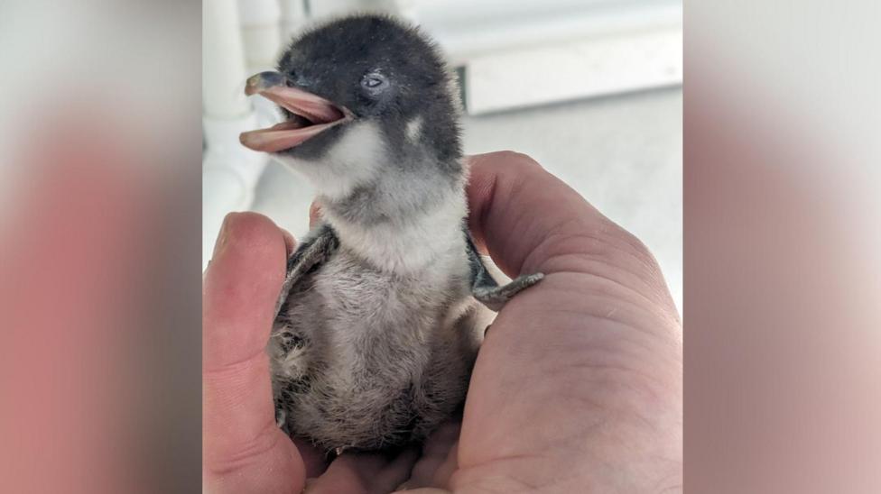 Penguin chick named after headscarf revolutionary Lillian Bilocca - BBC ...