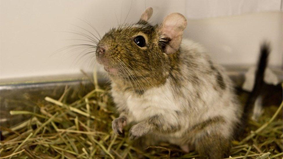 ‘Lonely’ degu finds perfect match after Valentine's appeal - BBC News