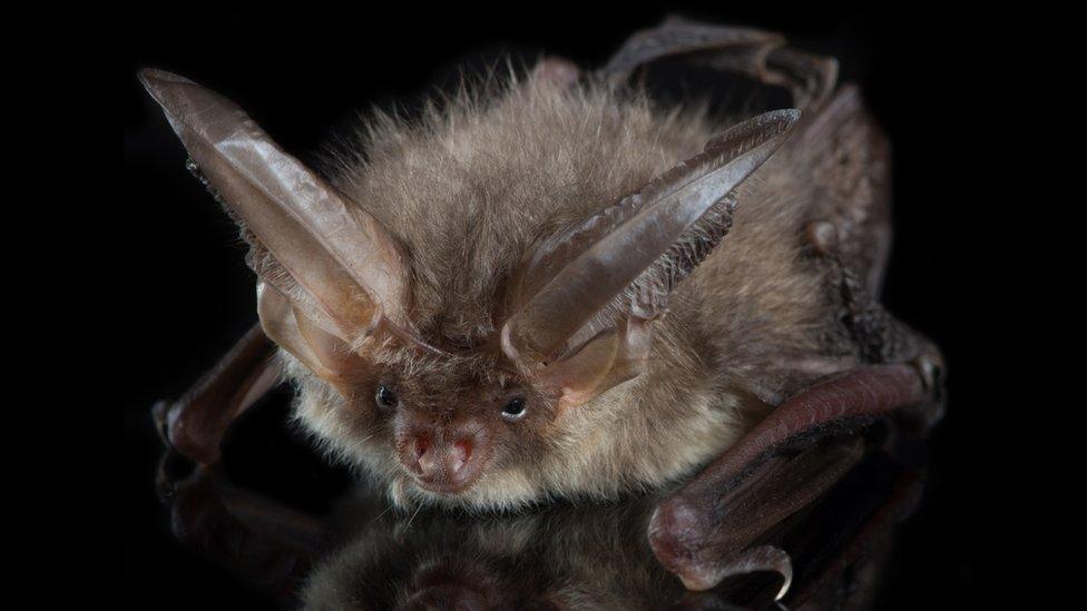 Bat roost replacements 'not being used' - BBC News