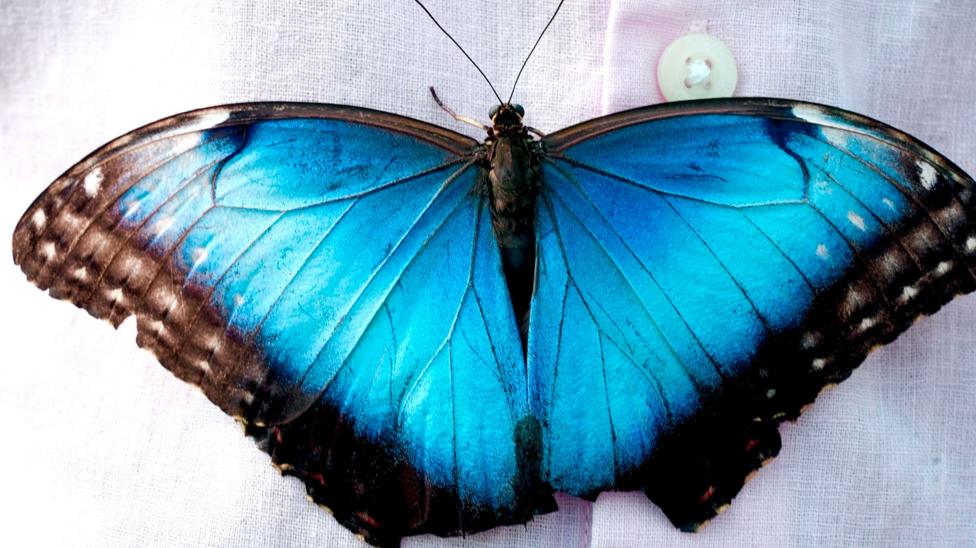 New Lenwade tropical house with 400 butterflies opens - BBC News