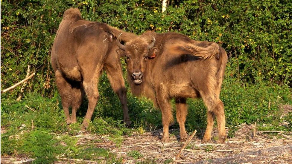 Kent bison: Bridges to give aerial views of roaming animals - BBC News