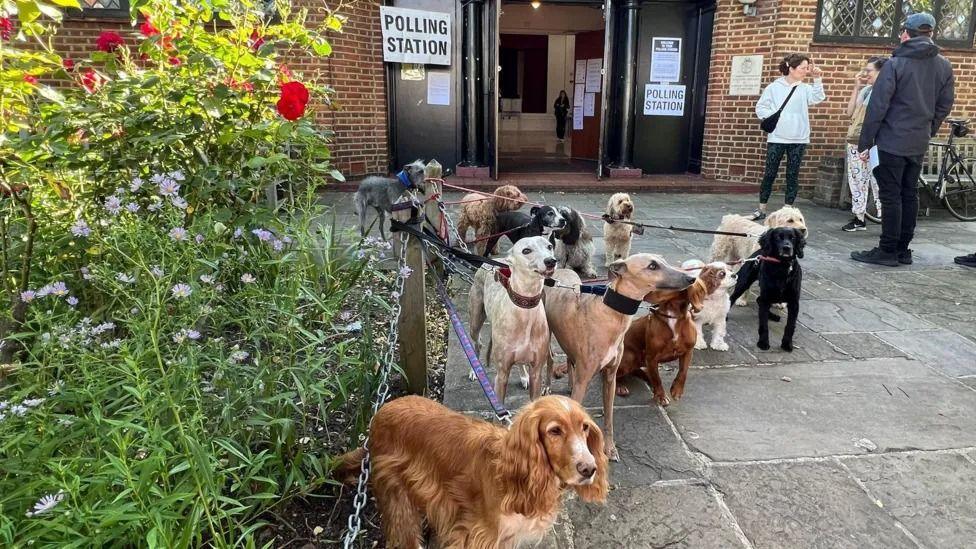 General election 2024: Check out these dogs at polling stations - BBC ...