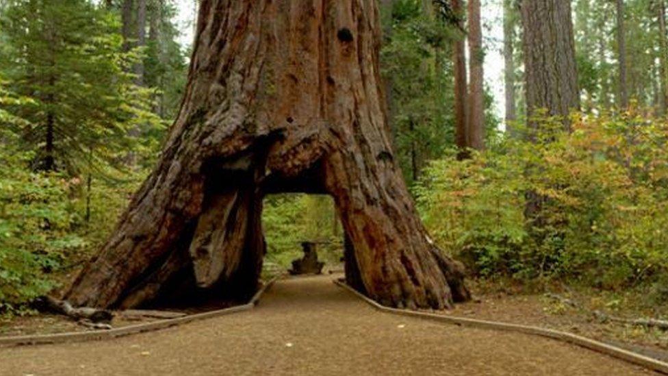 Pioneer Cabin Tree in California felled by storms - BBC News