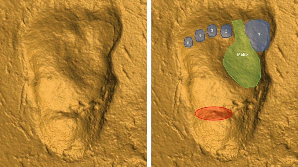 3.66 million year old footprints shock scientists - BBC Newsround