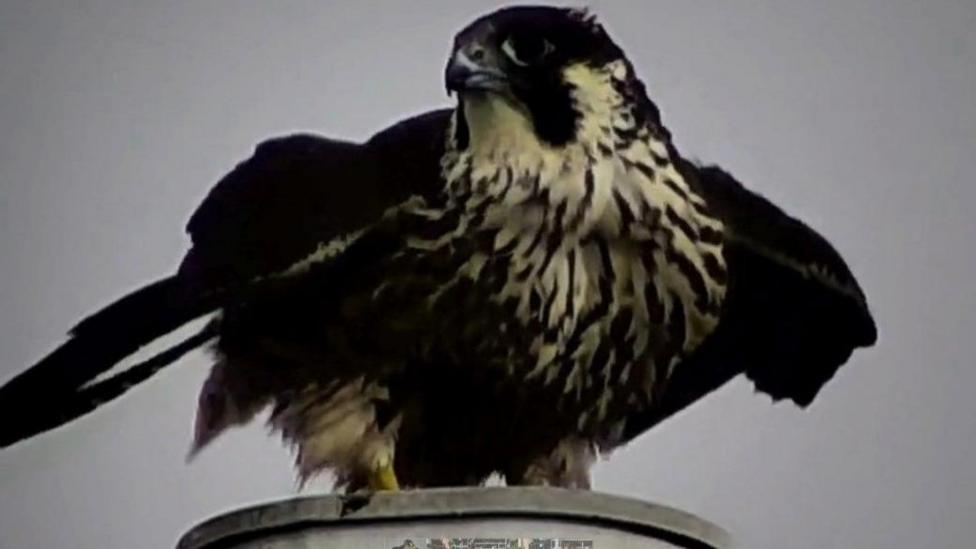 Peregrine falcons make home in Arlington House in Margate - BBC News