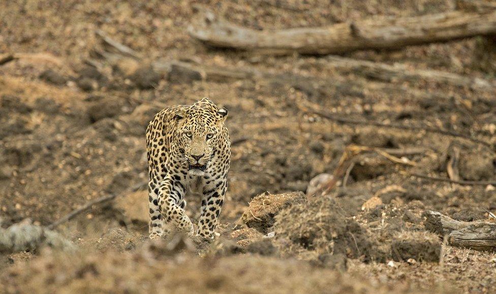 Your pictures: Camouflage - BBC News