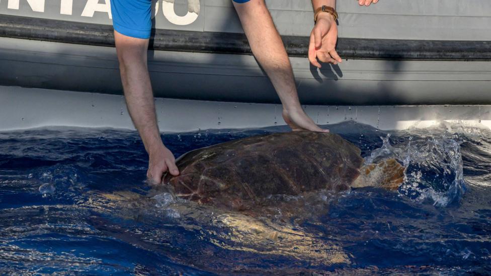 Meet the injured sea turtle given a third chance at life - BBC Newsround