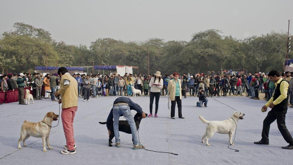 Indians who love to parade their canines - BBC News