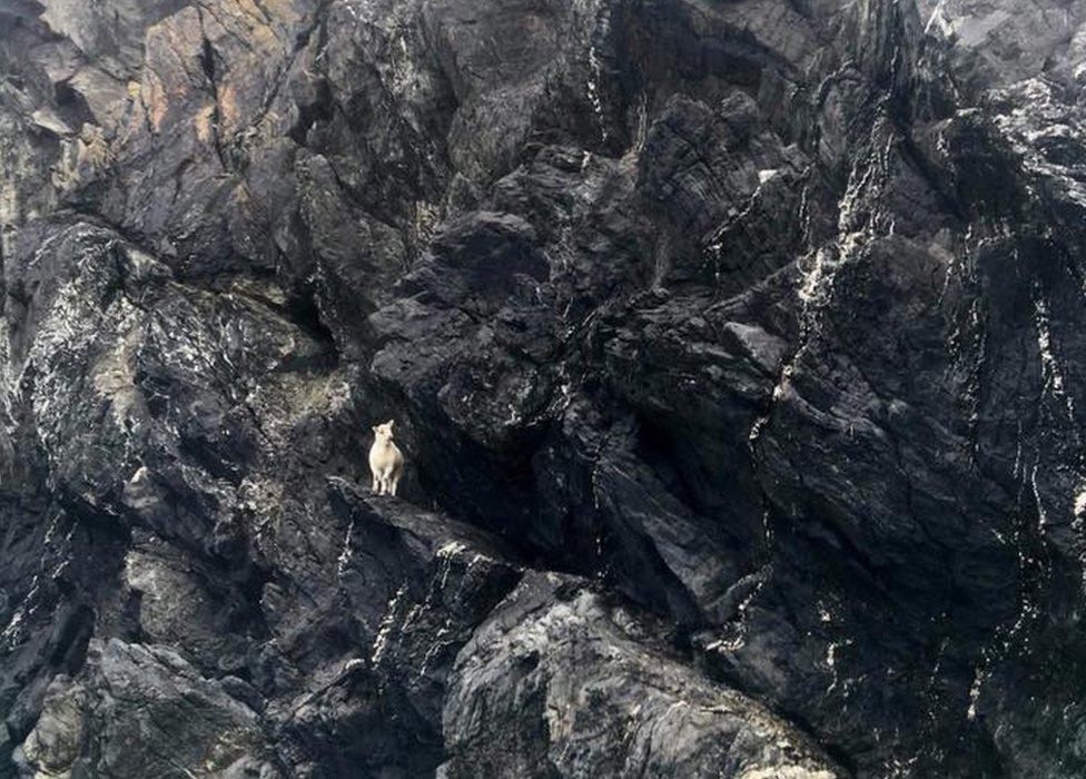 Lamb on the rocks saved after four days - BBC News