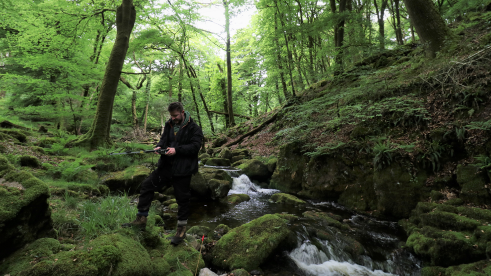 Radio trackers placed on rare beetles across Dartmoor - BBC News