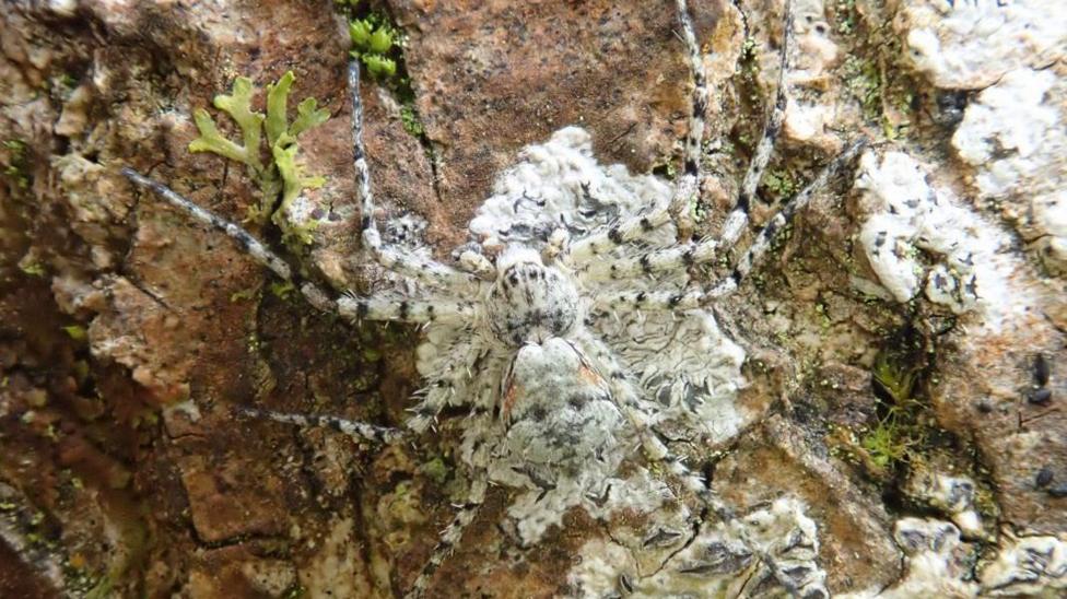 Rare lichen spider spotted in Cornwall - BBC News