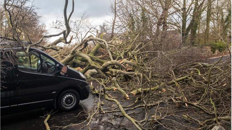 Family escape injury after tree falls on their van - BBC News
