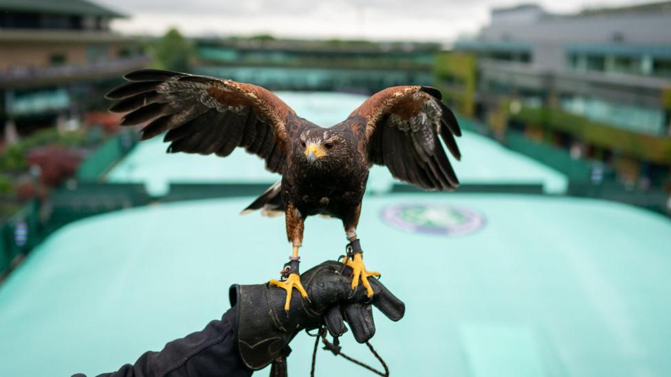 Wimbledon hawk handler dismisses Rufus succession crisis - BBC News