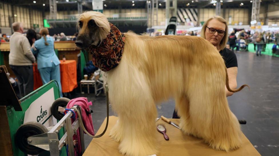 Crufts 2026: Everything you need to know about the Birmingham event ...