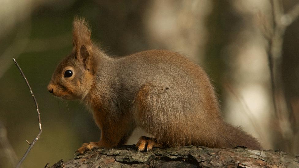Red squirrel 'army' wins lottery funding for conservation battle - BBC News